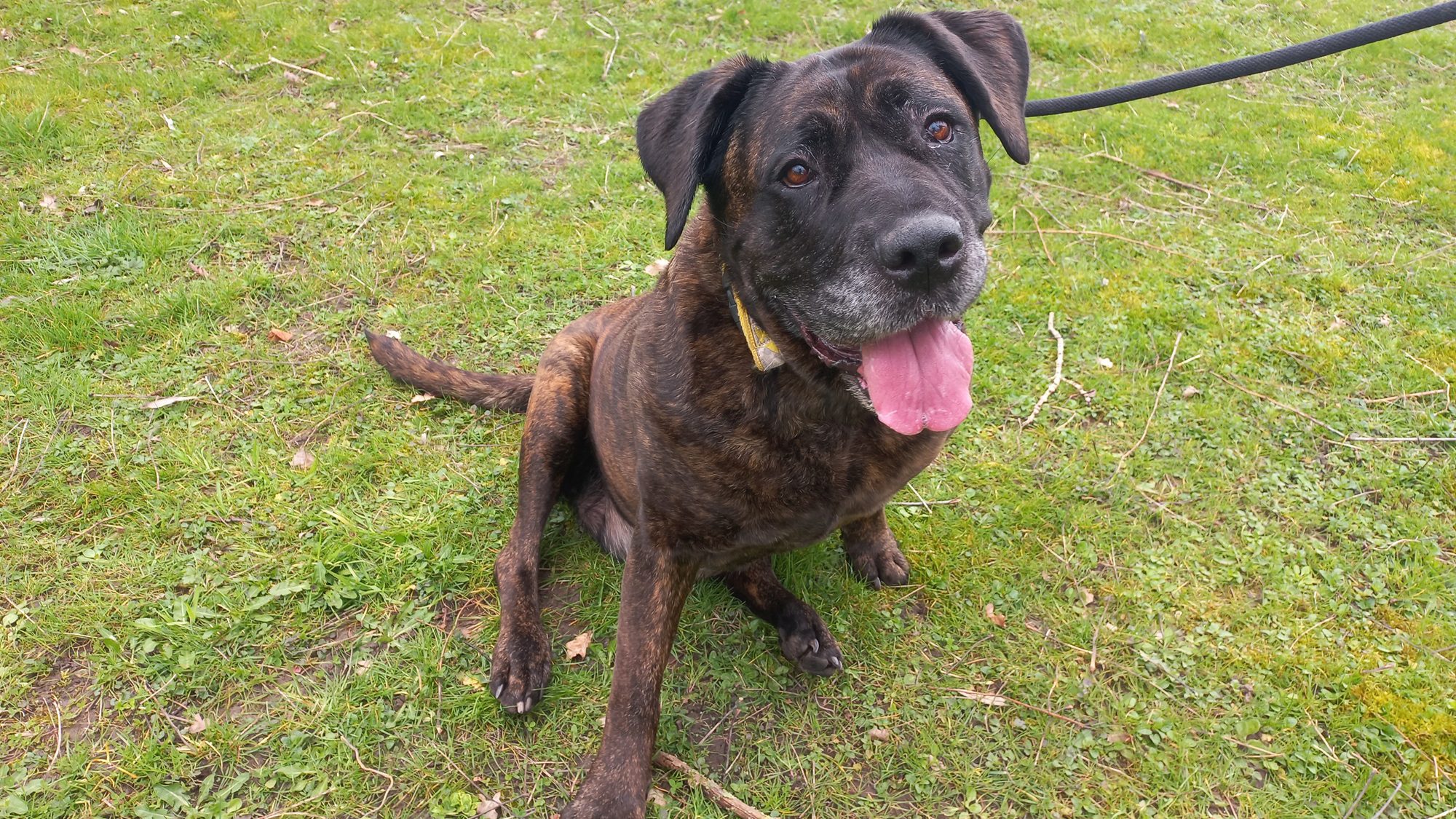 Asieldier van de Week – Omroep Hoeksche Waard