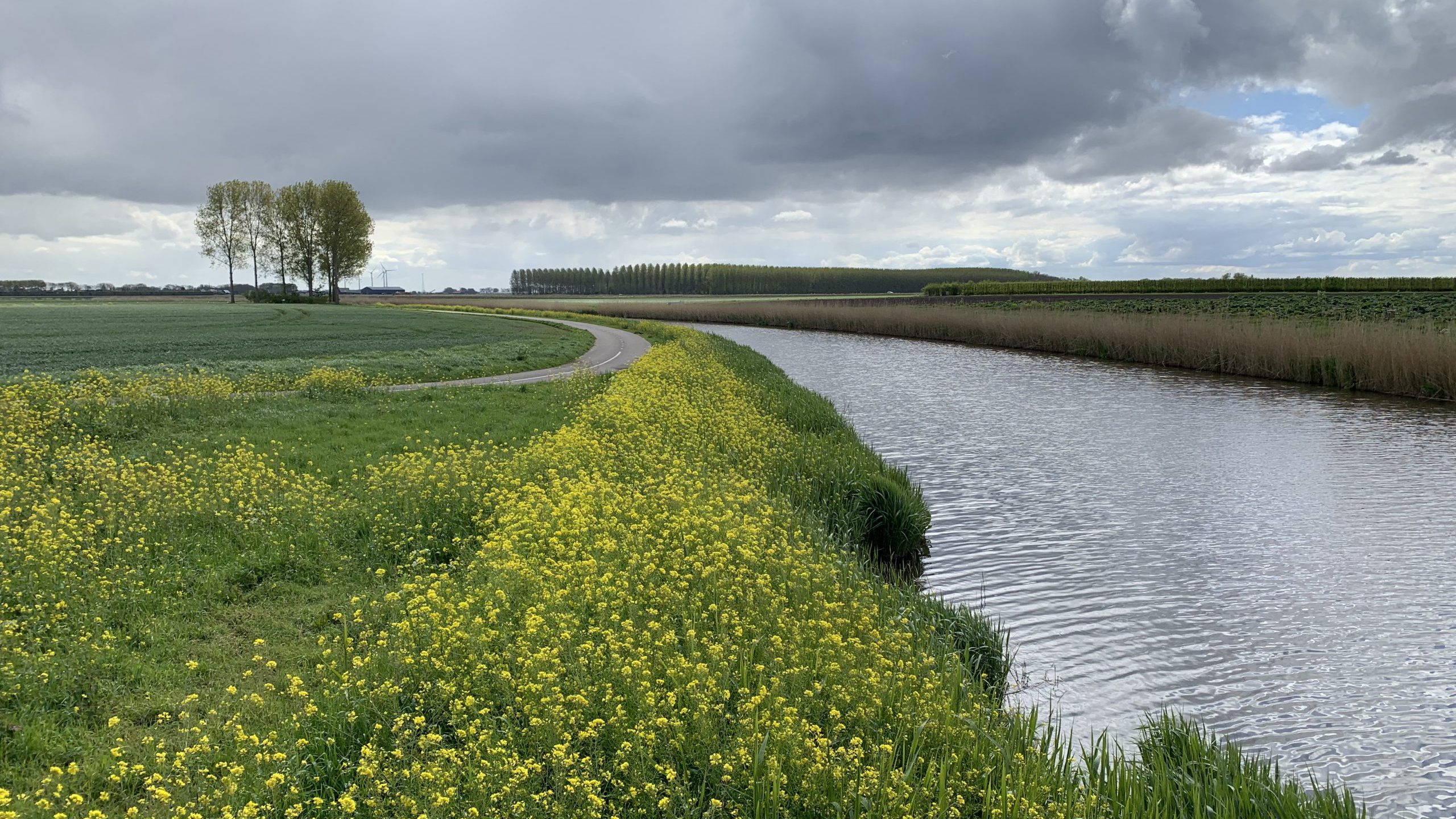 Gele linten: teken aan de wand – Omroep Hoeksche Waard