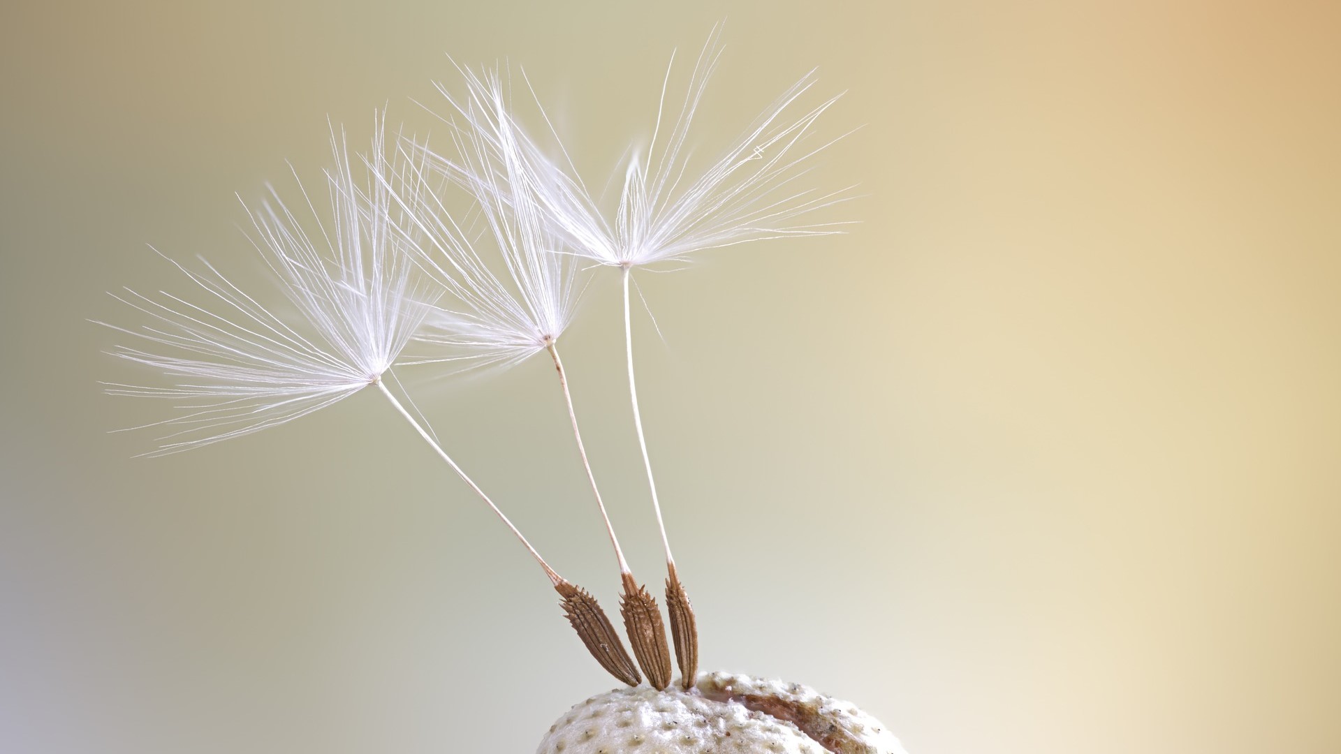 Gedicht: Schepping – Omroep Hoeksche Waard