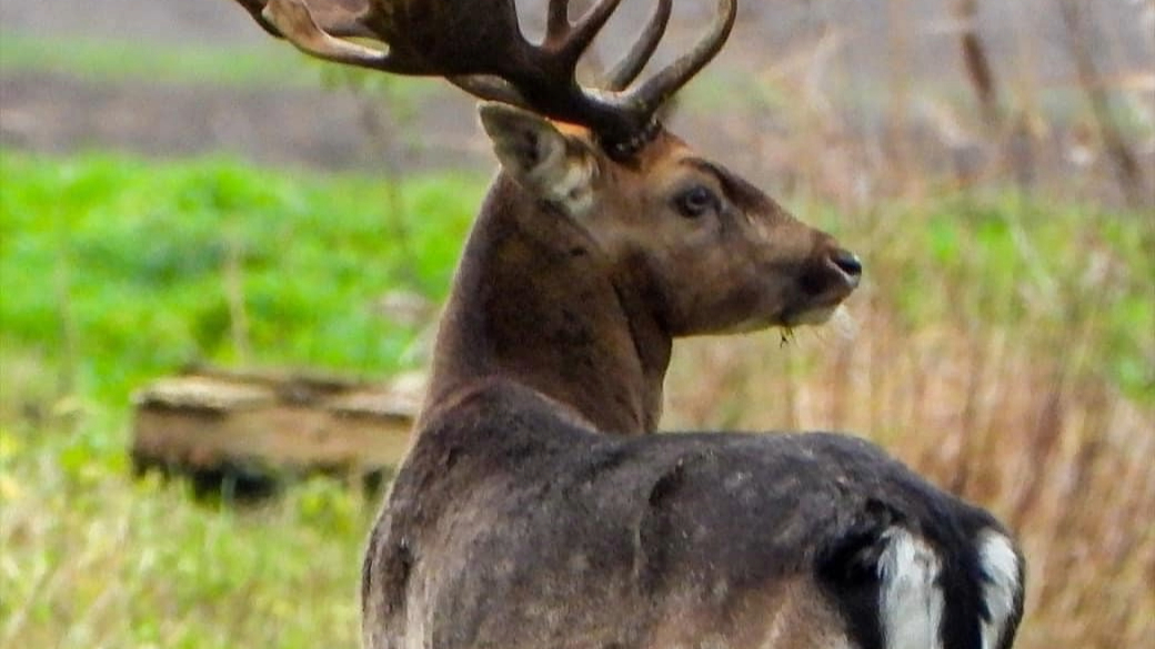 Interview Ray de Boon over onthoofd damhert – Omroep Hoeksche Waard